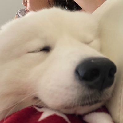 ploo | Twitter, Instagram, YouTube, TikTok, Twitch | Linktree