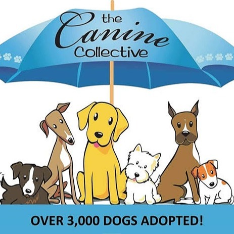 The Canine Collective | Linktree
