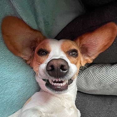 Dino.and.ruby | Instagram, TikTok | Linktree