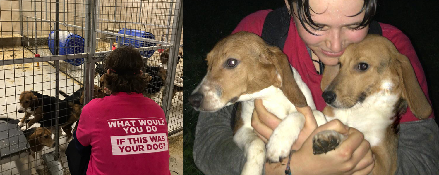 Beagle Freedom Project | Twitter, Instagram, Facebook | Linktree