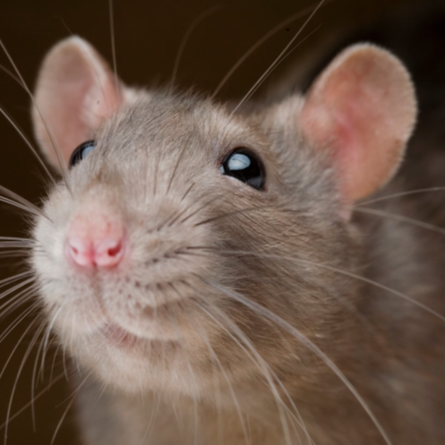 @neko_rat_x_remy | Linktree