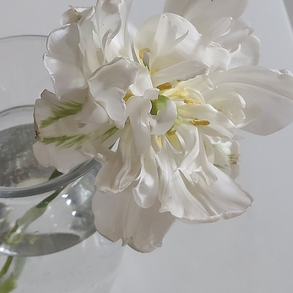 @purusflower | Linktree