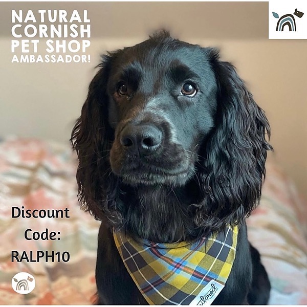 Ralph The Cornish Cocker | Linktree