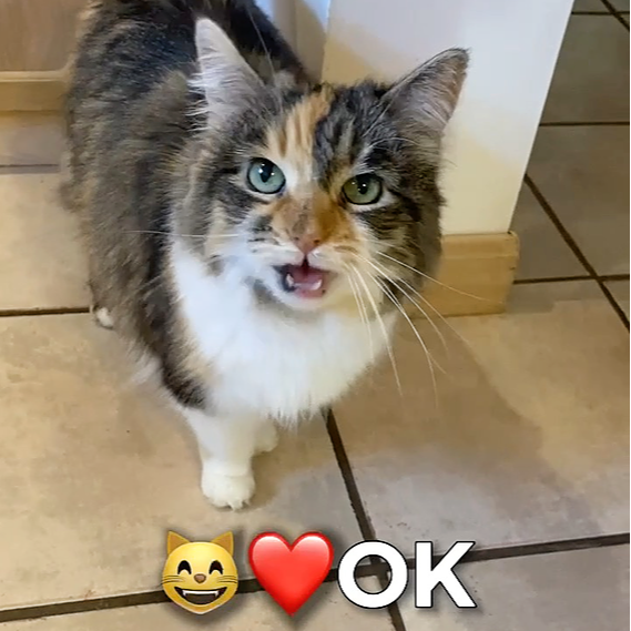 The OK Cat 😸 | Instagram, TikTok | Linktree