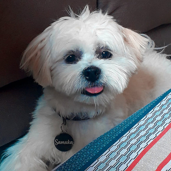 @samuka.lhasa | Linktree