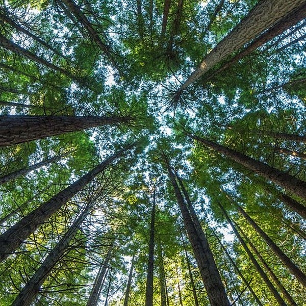 Pentarch Forestry™ | Twitter, Instagram, Facebook, TikTok | Linktree