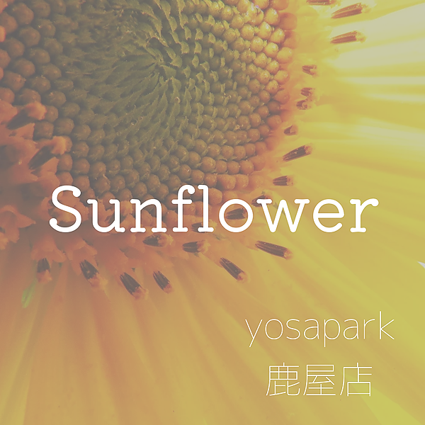 @yosapark_sunflower | Linktree