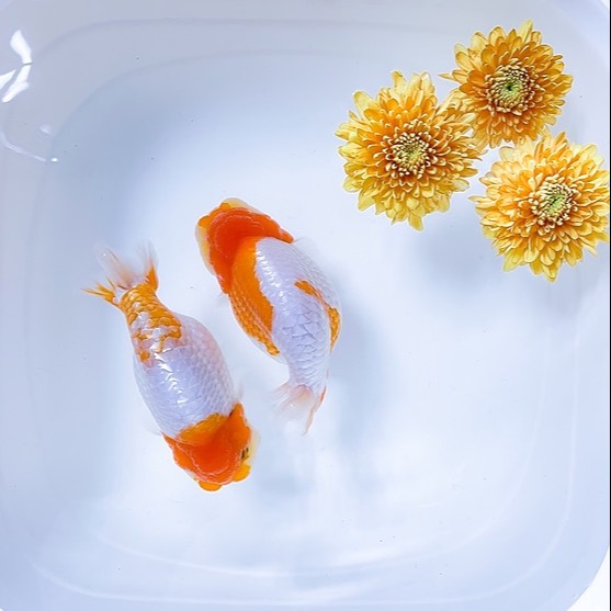 @Pine_goldfish | Linktree