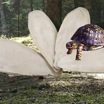 Box Turtle Care | Linktree