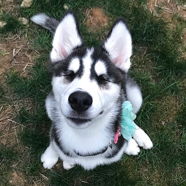 blind.husky | TikTok | Linktree