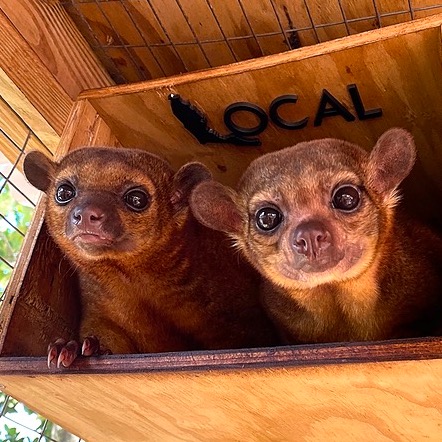 Kinkatopia is the only kinkajou sanctuary in the world | Linktree