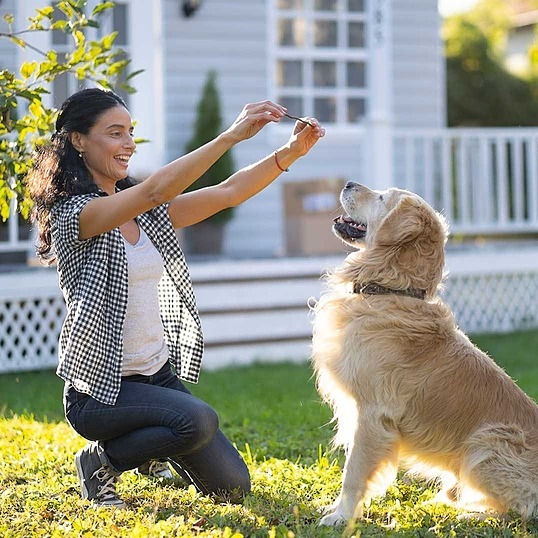 @brain_dog_training_tips | Linktree