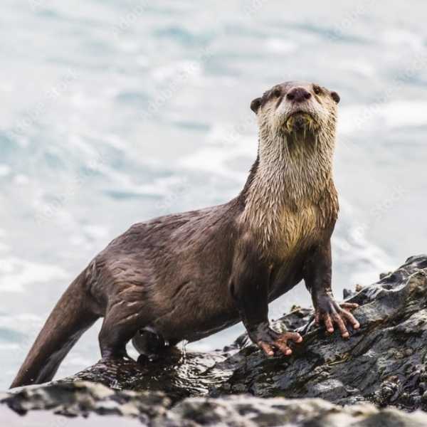 World Wild Otters | Linktree