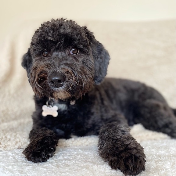 @lyra_cockapoo | Linktree