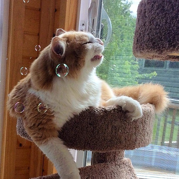 @funnycats10 | Linktree