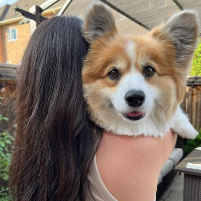 Hudson the Fluffy Corgi | TikTok | Linktree