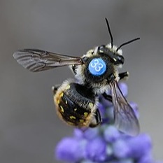 @pollinatorsofgu | Linktree