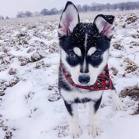 @Pomsky.Remi | Linktree