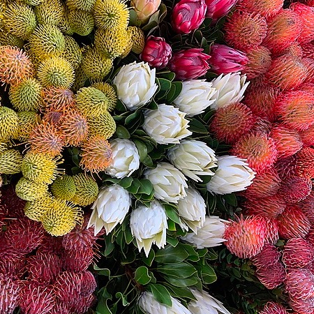 Yelverton Protea Farm | Instagram, Facebook | Linktree