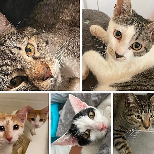 noaa_the_great | Instagram, Facebook | Linktree