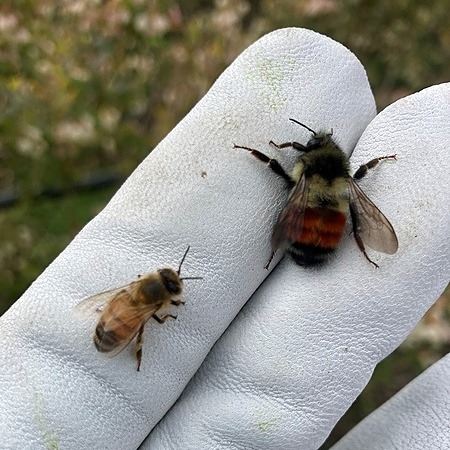 @wsupollination | Linktree