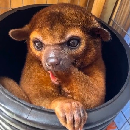 Kinkatopia is the only kinkajou sanctuary in the world | Linktree