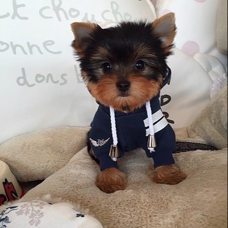 @WoofWoofPuppies | Twitter, Instagram, Facebook | Linktree