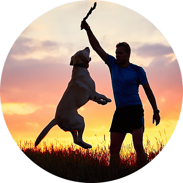 Dog training hub | Linktree