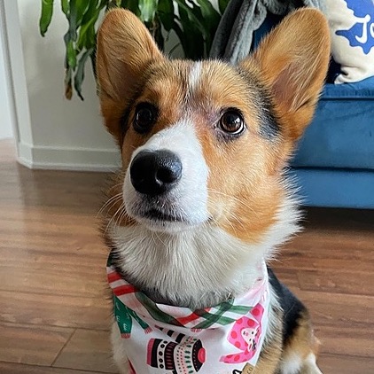 @willow_the_welsh_corgi_ | Linktree