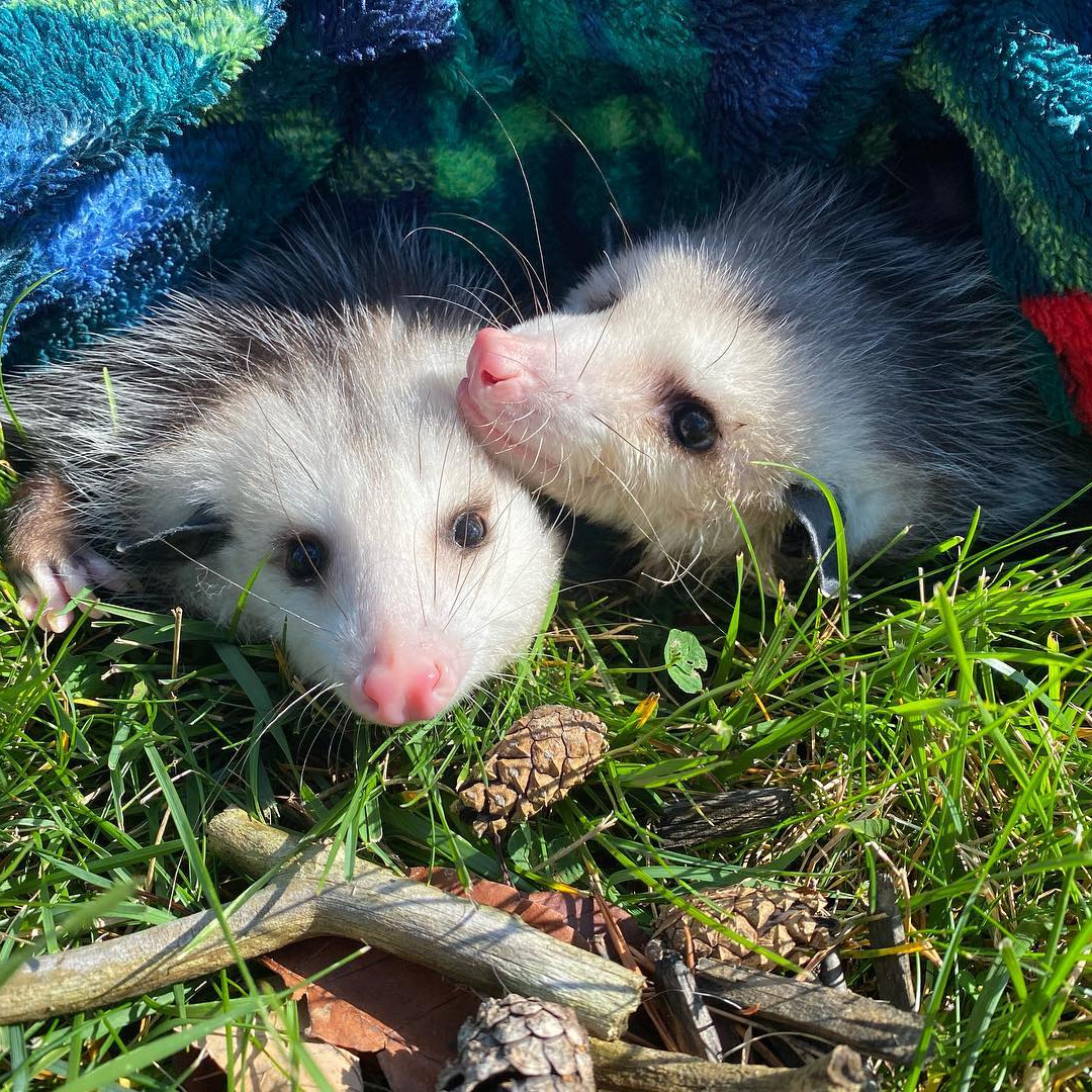 @wildbynurture | Linktree