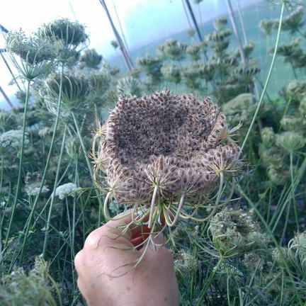 Real Seeds | Linktree