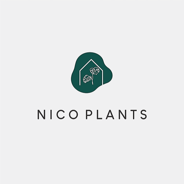 Nico Plants | Instagram | Linktree