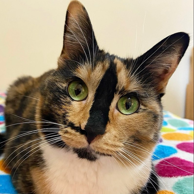 snickers_the_smiling_cat | Instagram, Facebook | Linktree