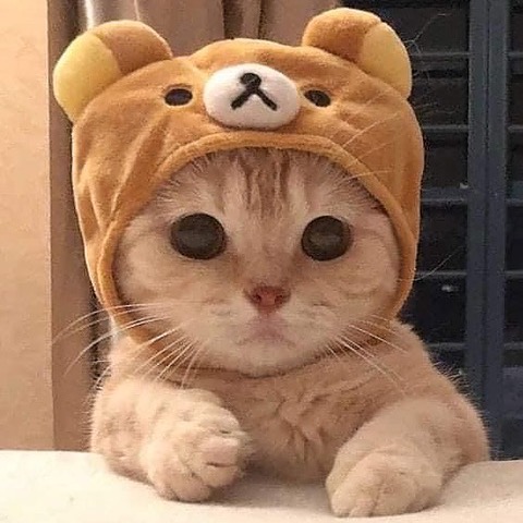 rachelchaleff | Twitter, Instagram, TikTok | Linktree