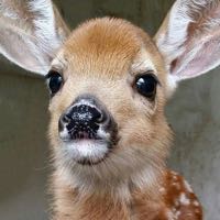 @fuzzyfawnwildlife | Linktree