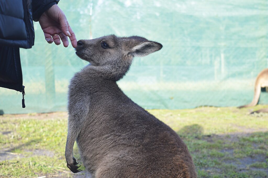 Victorian Kangaroo Alliance | Twitter, Instagram, Facebook | Linktree