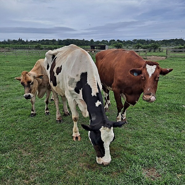 @SuffolkCountyFarm | Linktree