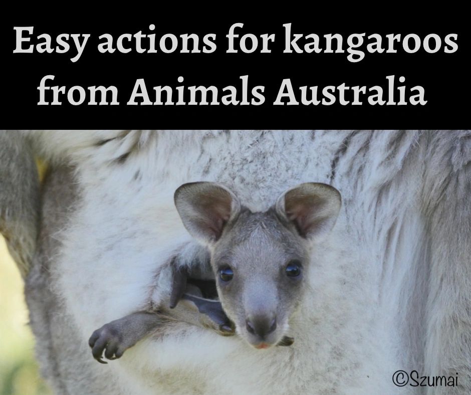Victorian Kangaroo Alliance | Twitter, Instagram, Facebook | Linktree